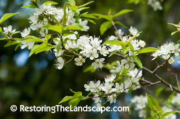 Restoring The Landscape With Native Plants: Native Plant of the Week ...