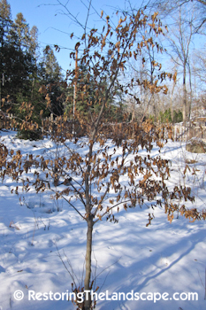 Restoring The Landscape With Native Plants: Native Plant of the Week ...
