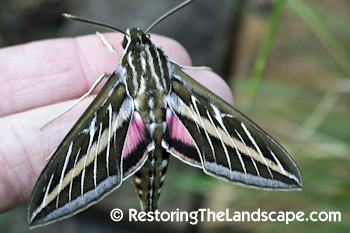 Restoring The Landscape With Native Plants: White Lined Sphinx Moth and ...