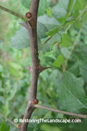 Restoring The Landscape With Native Plants: Name That Native Plant - Quiz 7