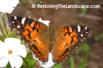 Restoring The Landscape With Native Plants: Native Plant of the Week ...