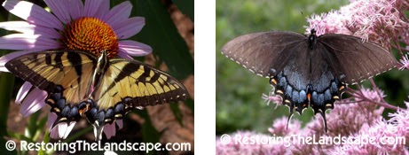 Restoring The Landscape With Native Plants: Butterflies in Minnesota