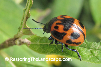 Restoring The Landscape With Native Plants: Milkweeds and Their ...