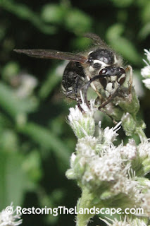 Restoring The Landscape With Native Plants: The Importance of Wasps in ...