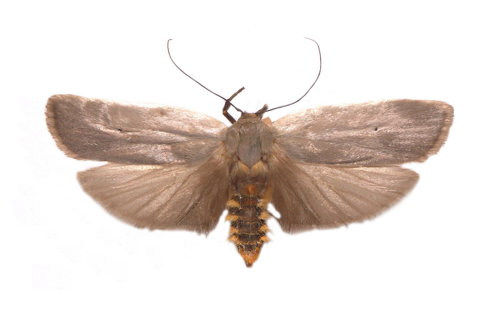 Xyloryctine Moths of Australia: Maroga melanostigma