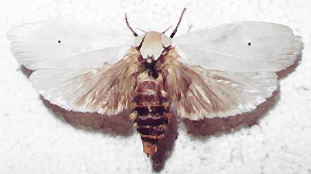 Xyloryctine Moths of Australia: Maroga melanostigma
