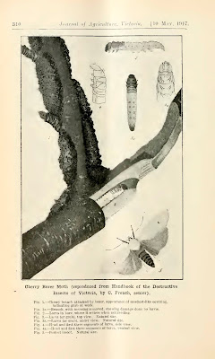 Xyloryctine Moths of Australia: Maroga melanostigma
