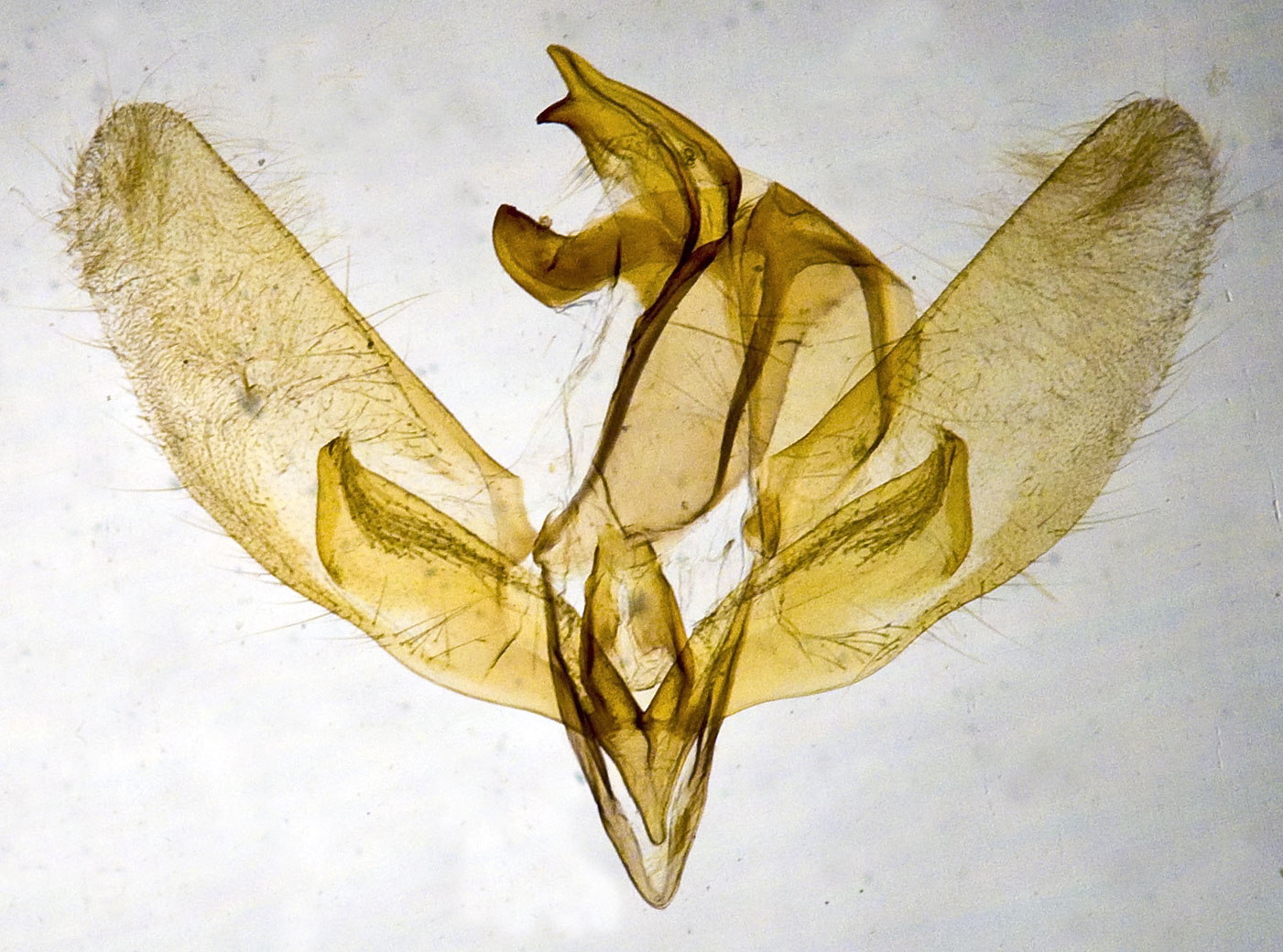 Xyloryctine Moths of Australia: Maroga melanostigma