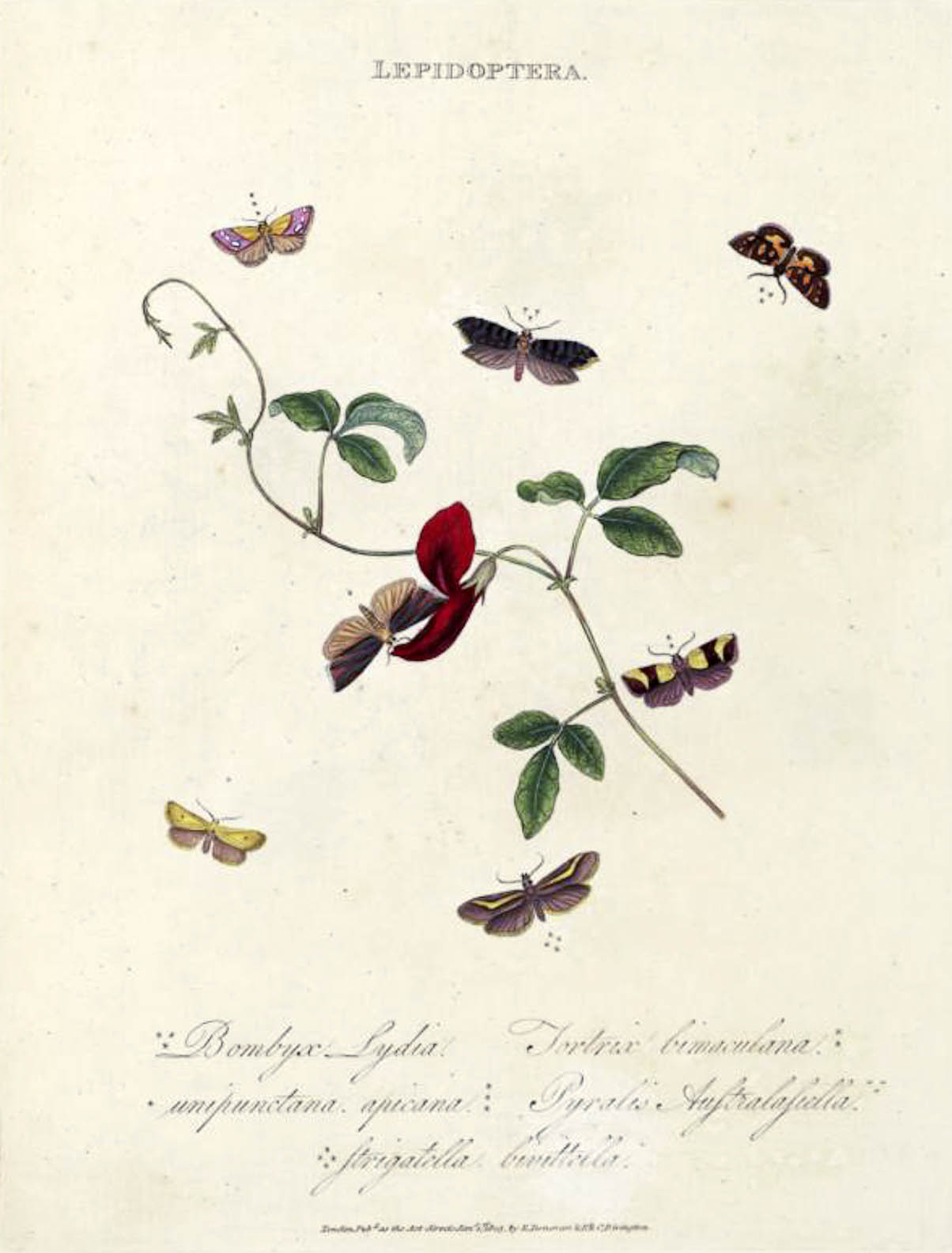 Xyloryctine Moths of Australia: Maroga melanostigma