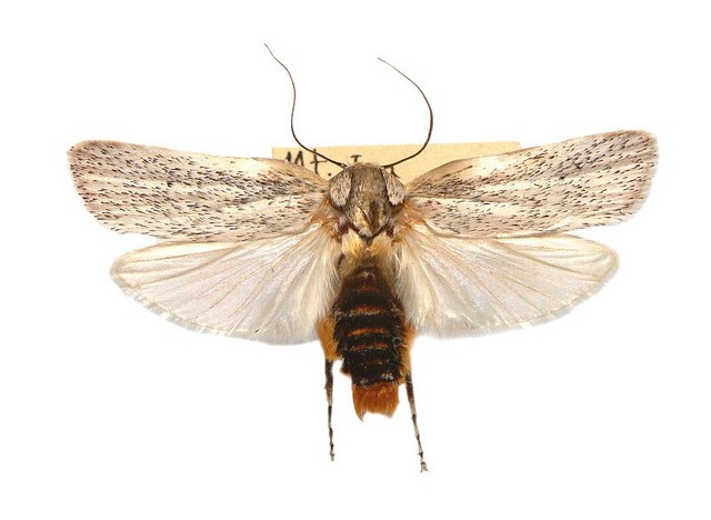 Xyloryctine Moths of Australia: Maroga leptopasta