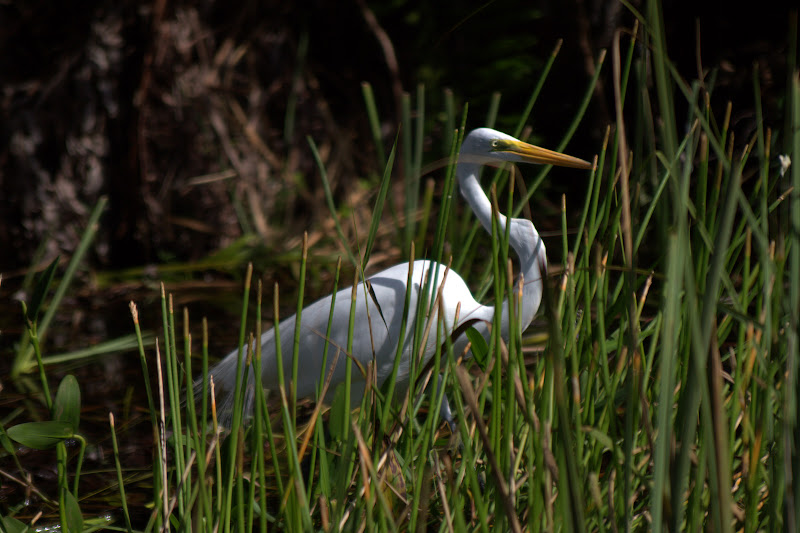 [248/365] Bird Watching, Everglades, Miami, Florida, USA - victoria's ...