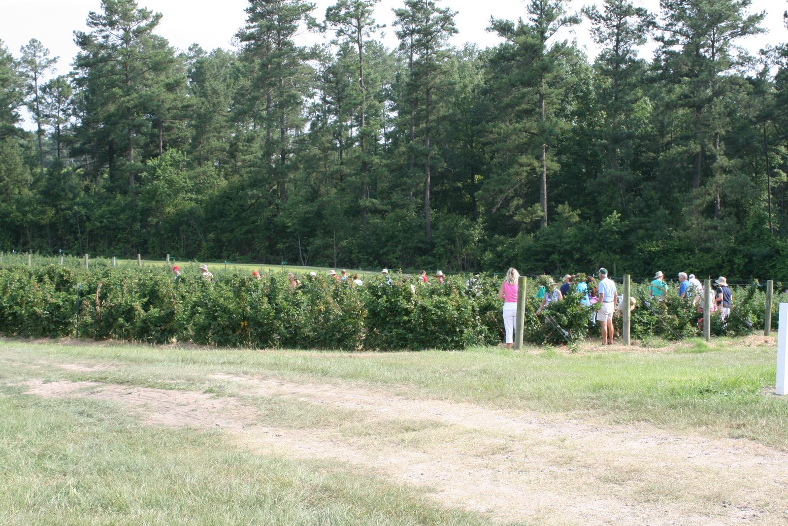 NC Small Fruit & Specialty Crop IPM: A successful Small Fruits Field Day