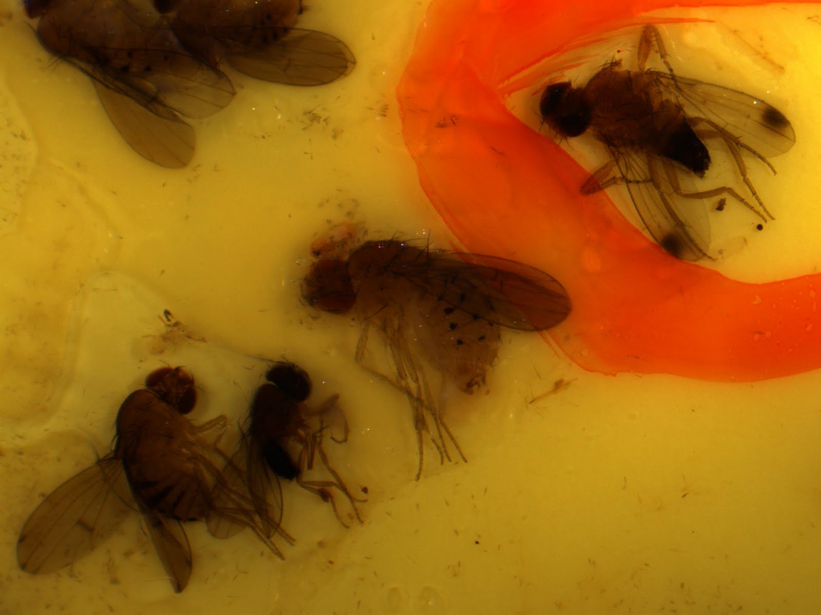 NC Small Fruit & Specialty Crop IPM: SWD trapping update ...