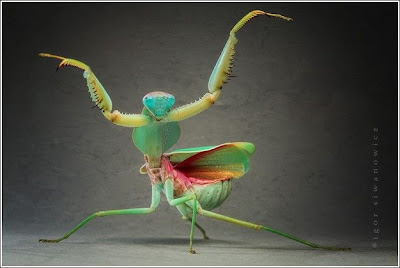 BICHO BRAVO: Igor Siwanowicz