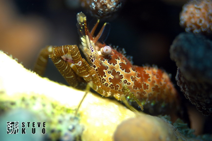Steve Kuo的水樂園: 花斑掃帚蝦