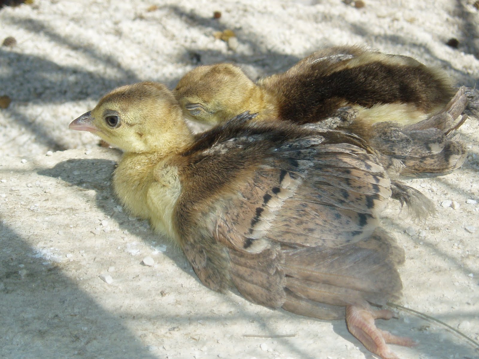 MAS ANIMALITOS: Como cuidar un pollito