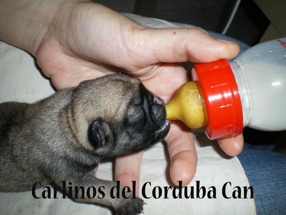 .: Cría de cachorros huérfanos a biberón.