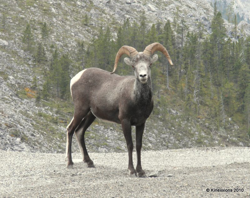kinexxions: Wildlife Along the Alaska Highway