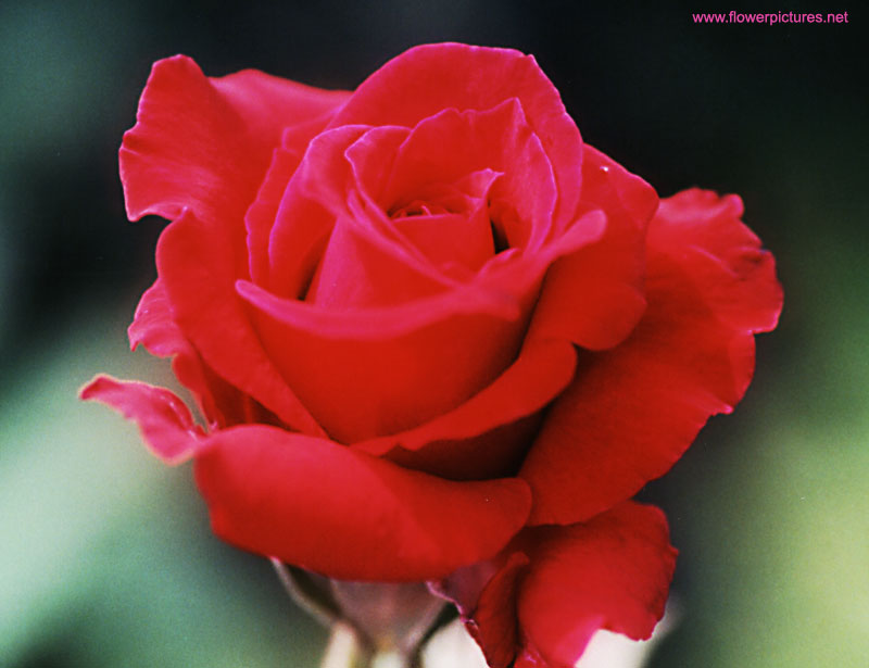 Artificial Flowers and Arrangements For Sale and Order: SINGLE ROSES