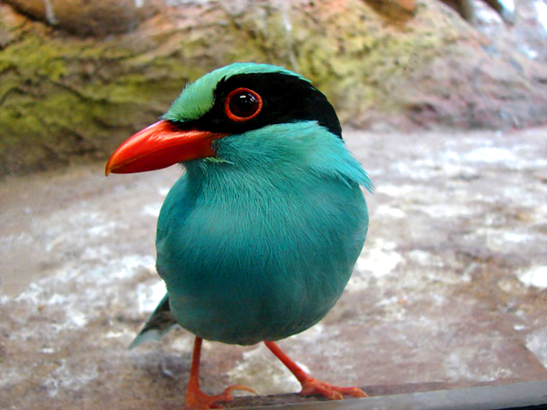 Amazing Birds for Ever: Amazing Birds 19