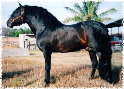 ANDALUSIER CABALLO ESPAÑOL