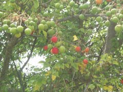 astrology lalkitab: Nakshatra Vana Trees