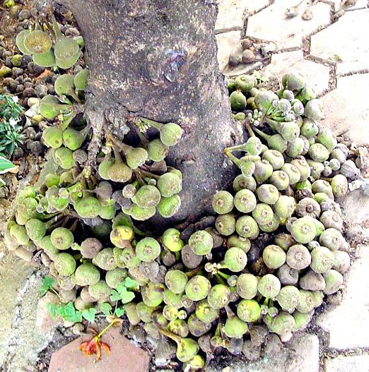 astrology lalkitab: Nakshatra Vana Trees