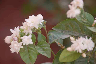 In A Reverie: #20. Jasmine in India