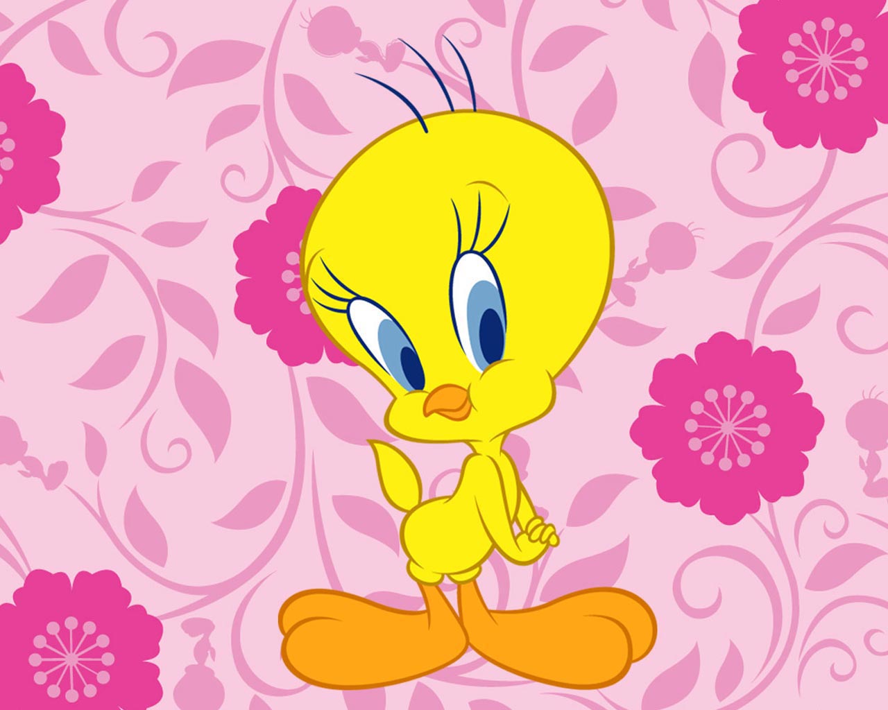 Wallpapers piolin - Imagui