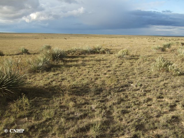 Cnhp Blog Ecological Systems Shortgrass Prairie