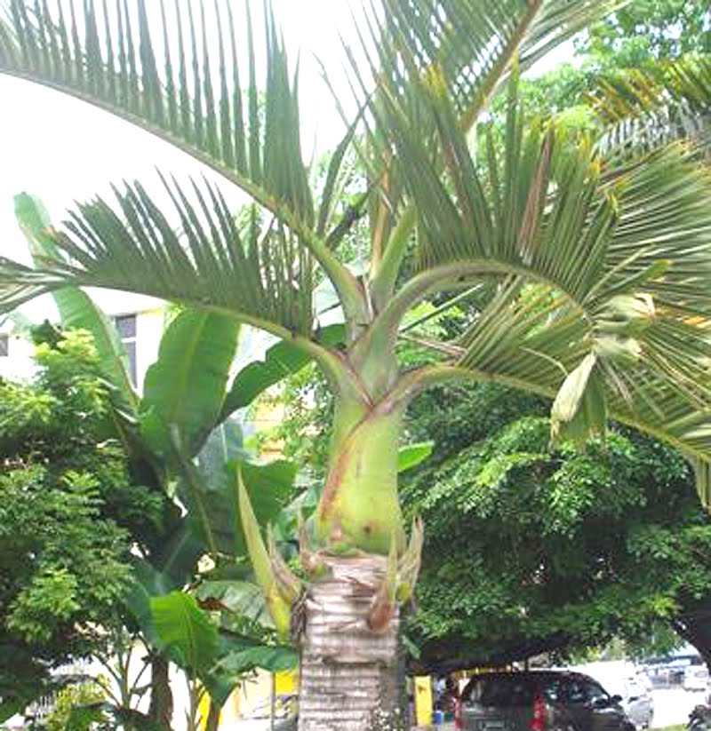 Arkib News Utusan Sarawak cawangan Sri Aman: Pohon pinang tumbuh 'tanduk'