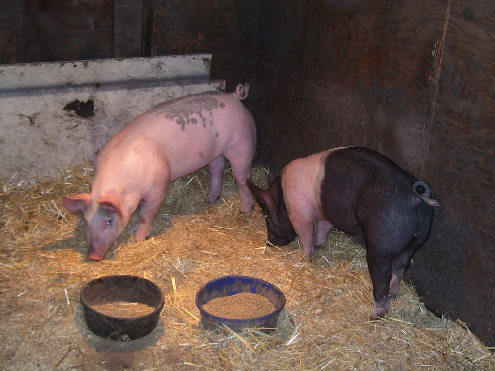 Our Crazy Life As It Is