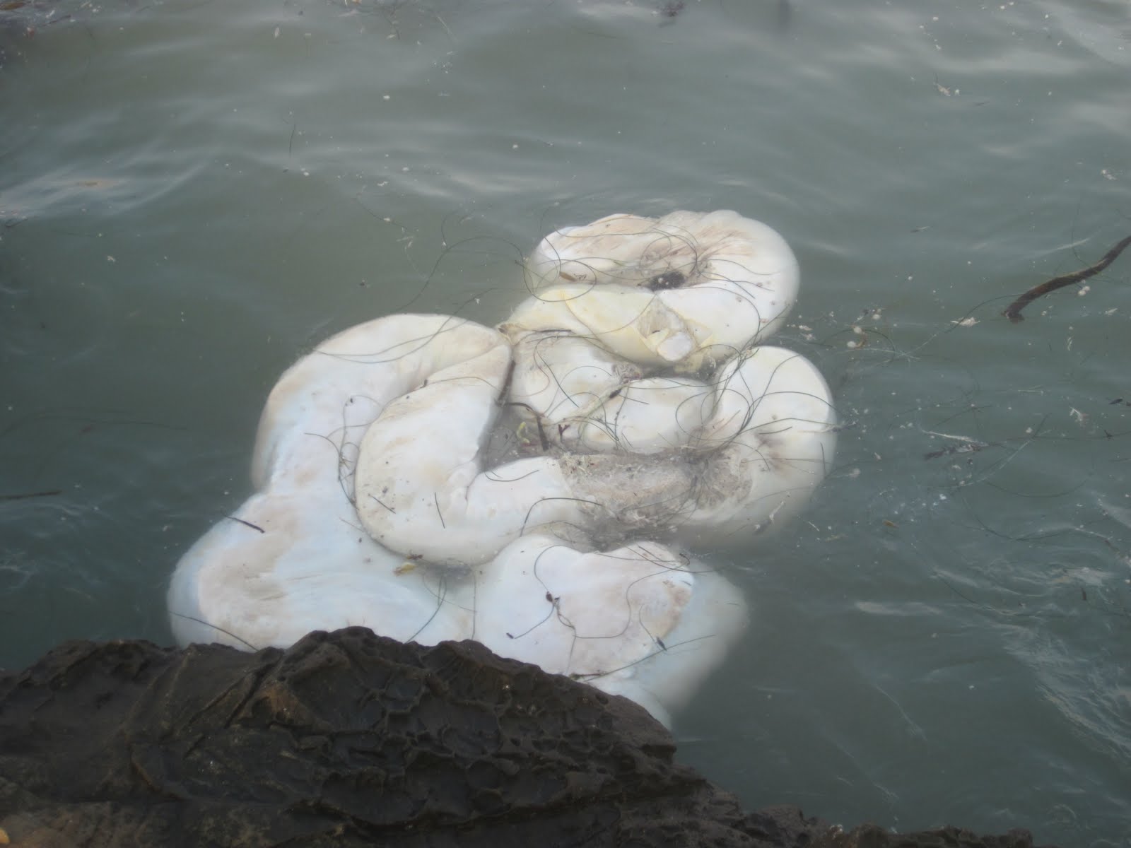 The Daily Clam: A Sad Day for Clams Everywhere