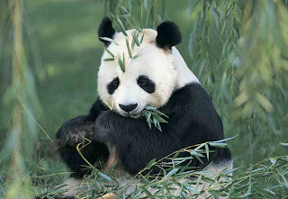 Osel's BIO Journal: Task 1: Classifying The Giant Panda through ...