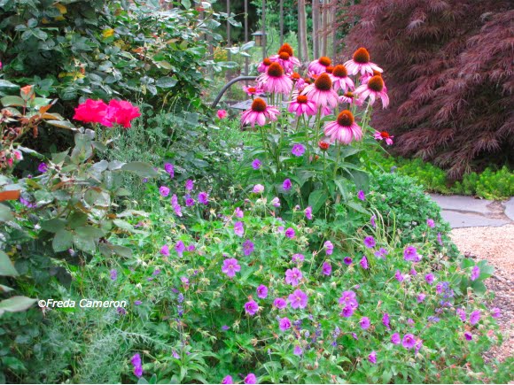 Defining Your Home, Garden and Travel: Geranium 'Rozanne' Update
