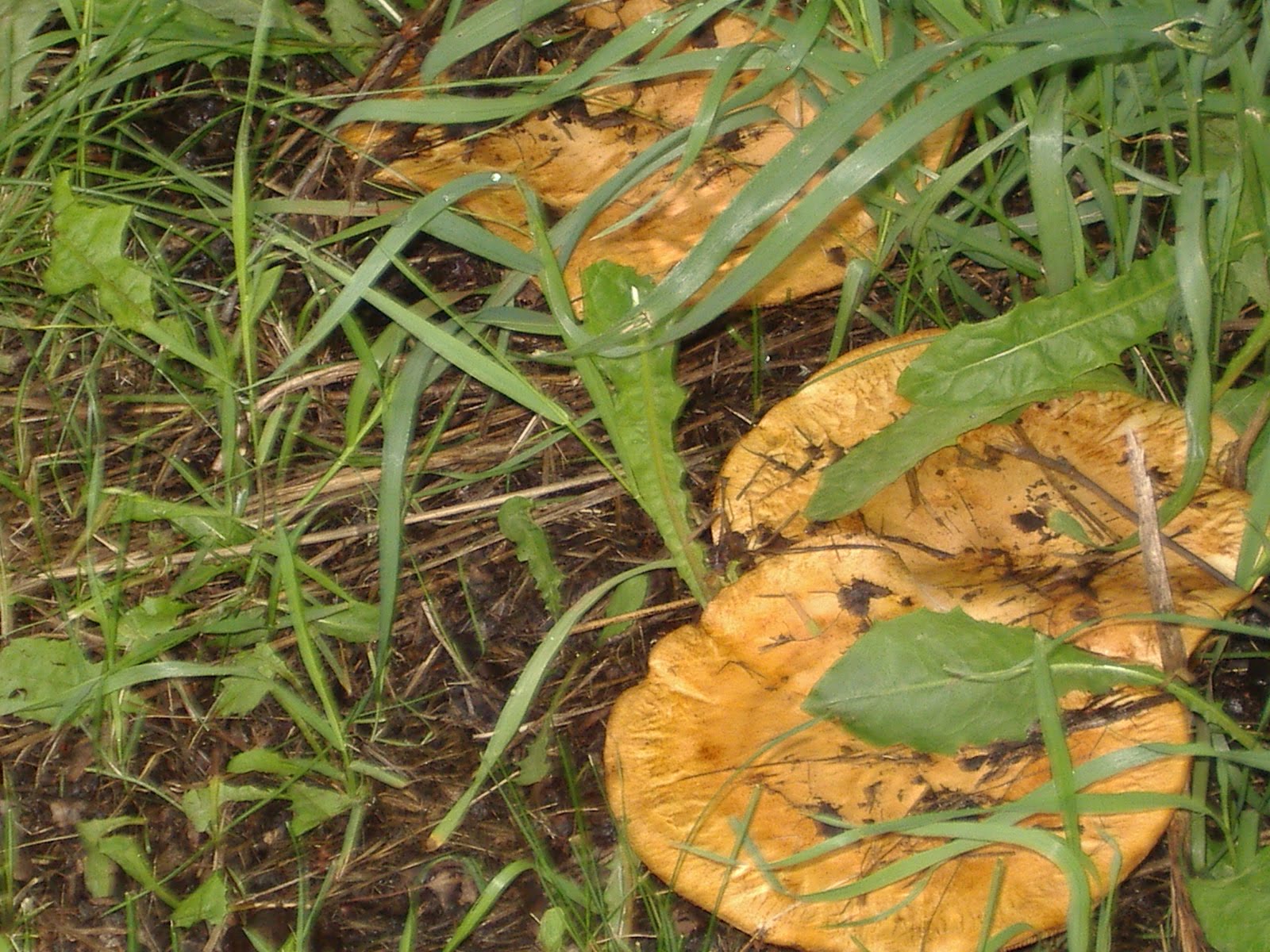 LIVING THE GARDENING LIFE: Fungi Identification (mushrooms)
