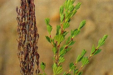 Pediatrician In Botswana: Botswana destinations #2 – The perimeter of ...