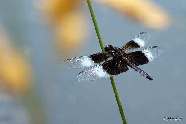 Tennessee Rambler: Dragonfly