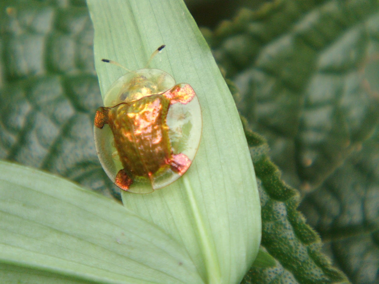 nature rambles: The Golden Tortoise Beetle