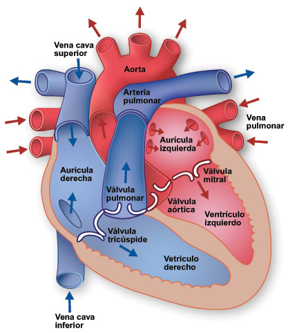 Corazon Esquema