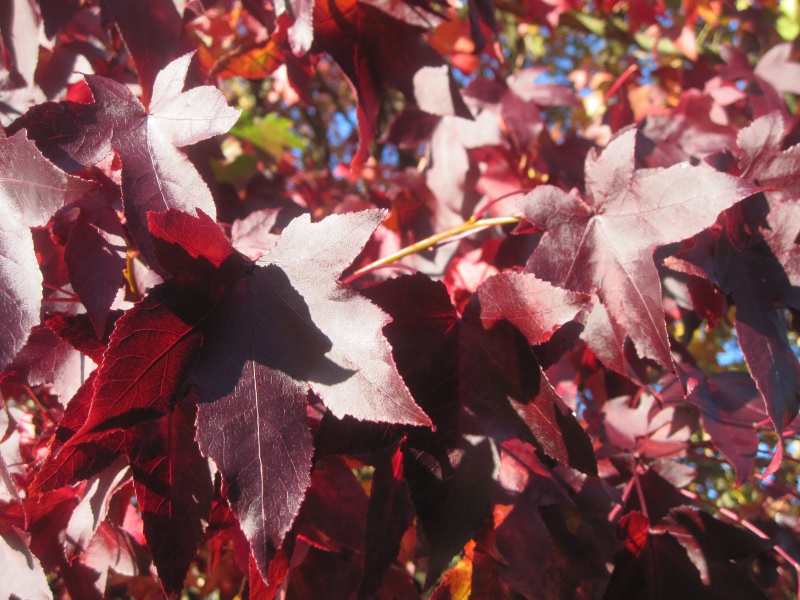 Where Beechmast Falls: Sparrow, Seed heads and Liquid Amber