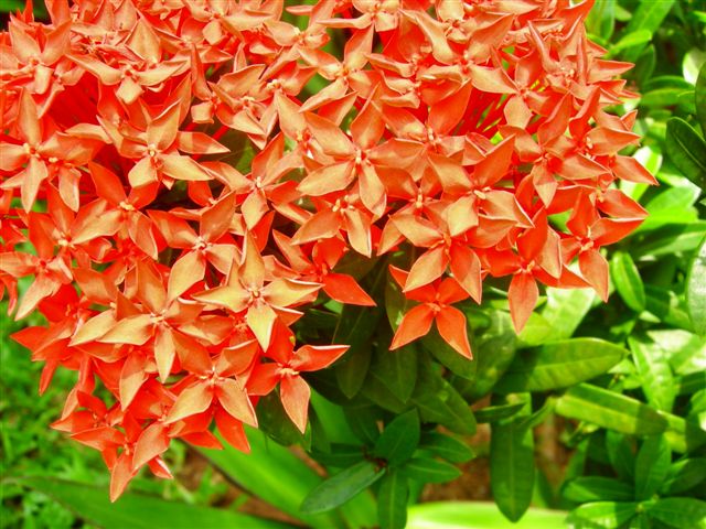 MAHEKS KITCHEN: FLOWERS IN GOA****