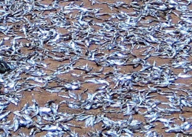 The Barlows in Uganda: Kamuli