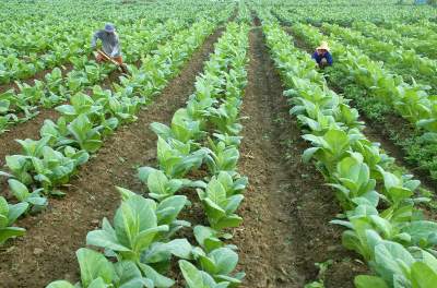 Pengolahan tanah untuk budidaya tembakau ~ Tembakau Tambeng Jember