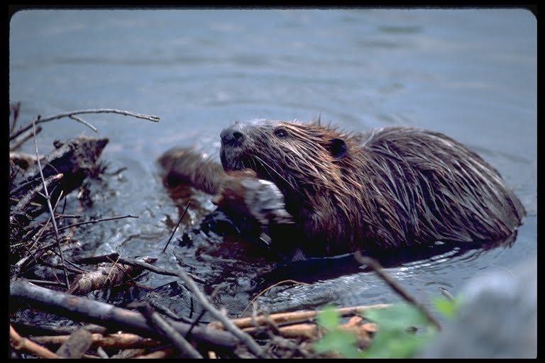 Bridgewater Farms: Beaver re-location program accelerated