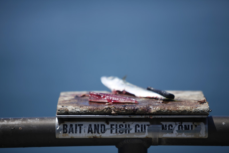 Sarah Flagg Photography