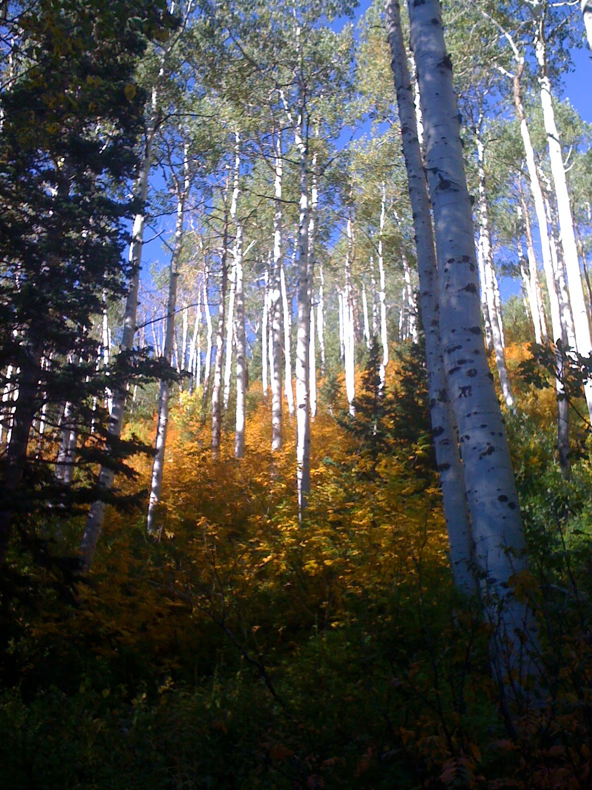 A Day in the Life of the Wood's: Exploring Utah: Red Pine Trail