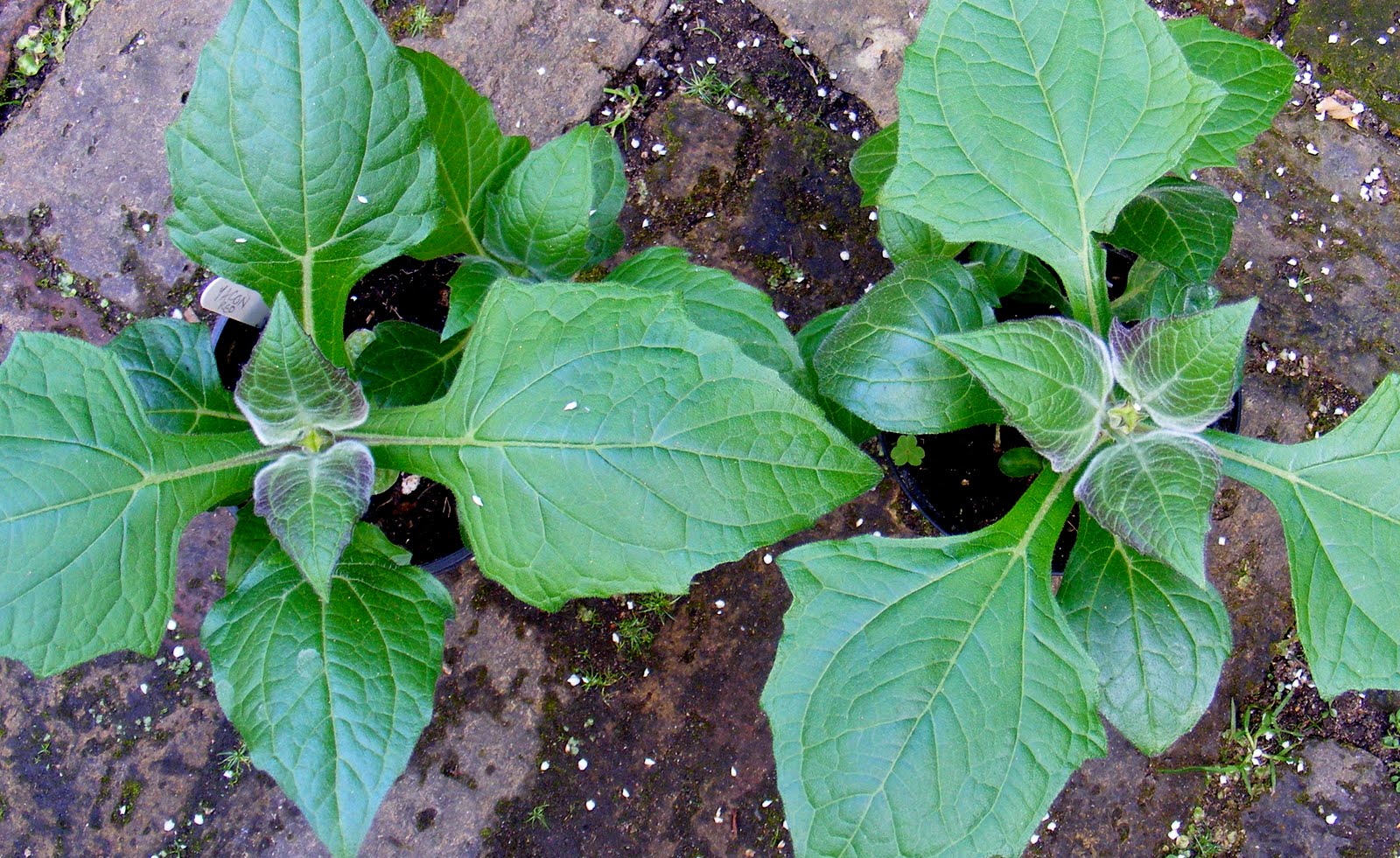 Growing Oca: Yacon Doubletake