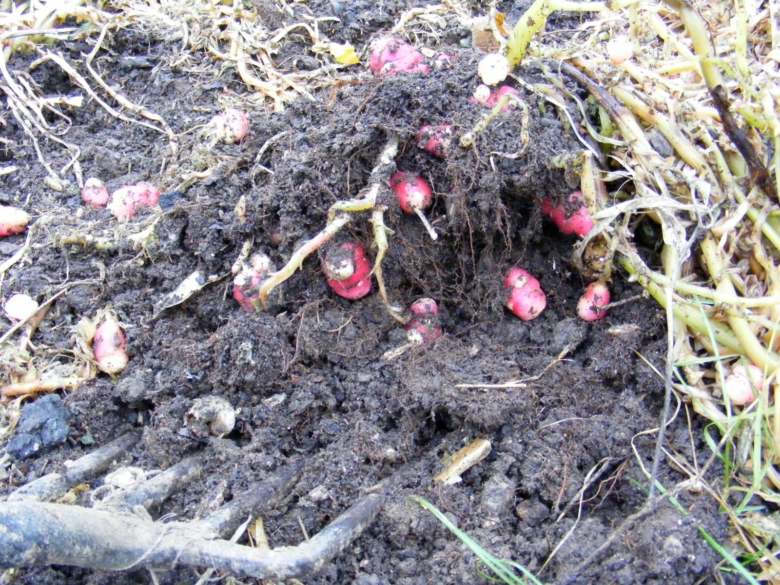 Growing Oca: Introduction & 2008 Growing Season