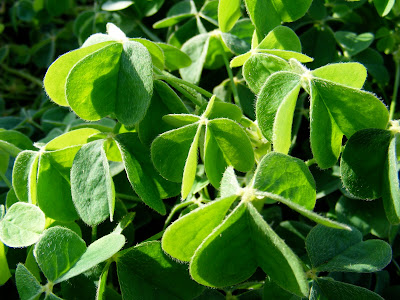 Growing Oca: Introduction & 2008 Growing Season